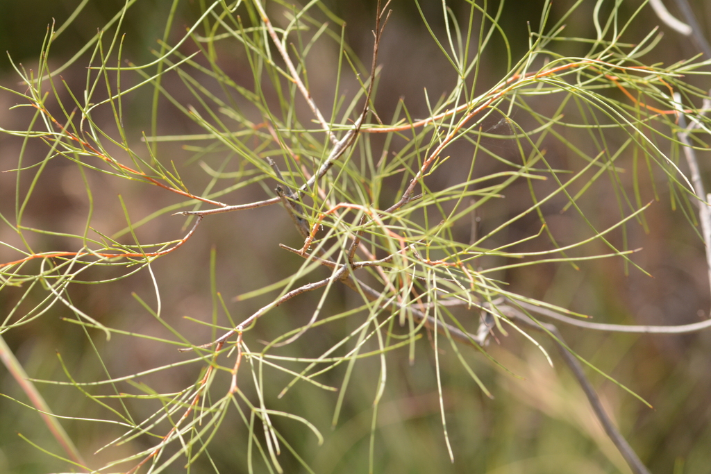 Small-leaf Guarri from Nkangala District Municipality, South Africa on ...