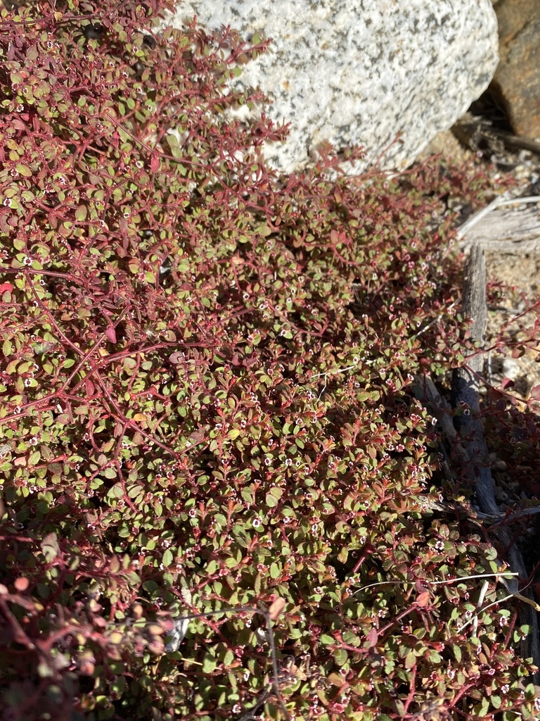 Arizona sandmat in March 2023 by markk178 · iNaturalist