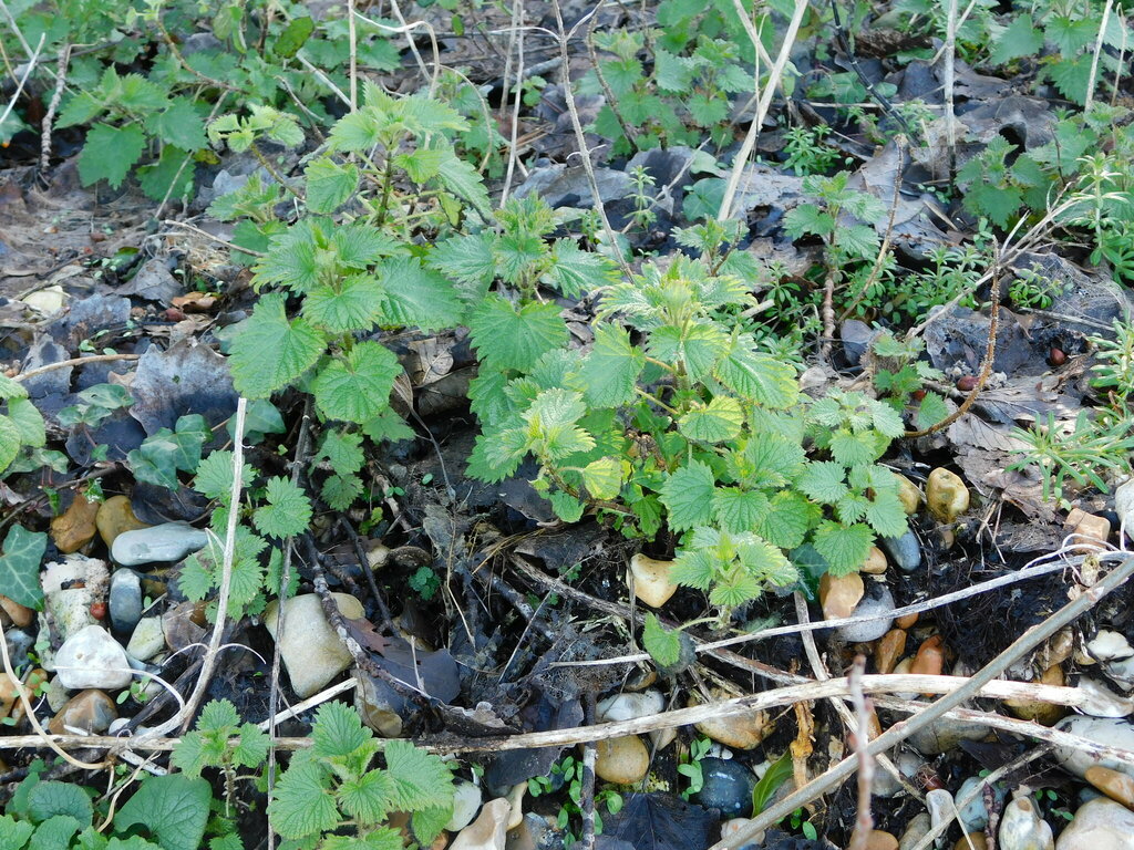 great stinging nettle from Isle of Wight, UK on March 17, 2023 at 02:57 ...
