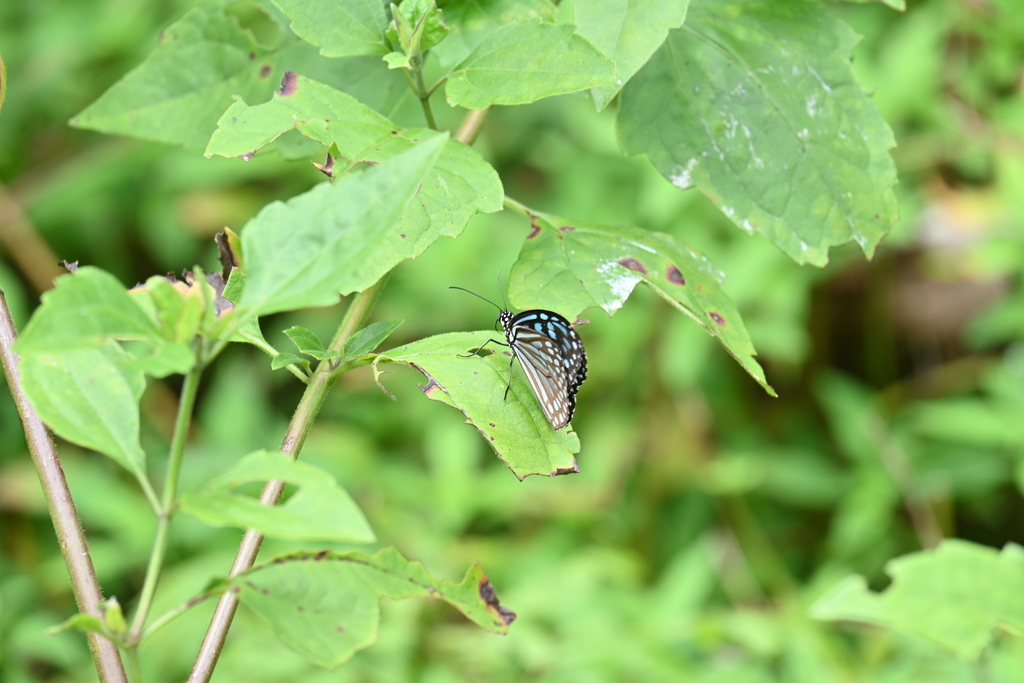 Ceylon Blue Glassy Tiger from Tanjung Pinang, Tanjung Pinang City, Riau ...