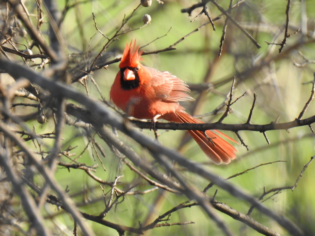 Northern Cardinal from Frisco, TX, USA on March 17, 2023 at 07:50 AM by ...