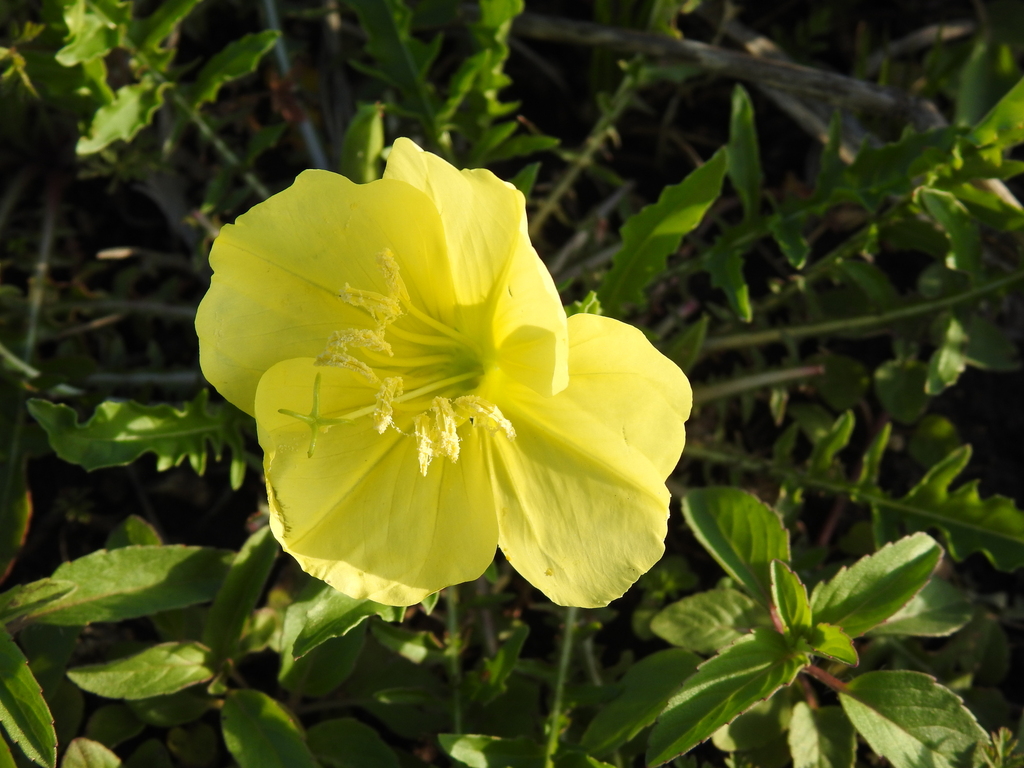Stemless Evening Primrose from Frisco, TX, USA on March 17, 2023 at 07: ...