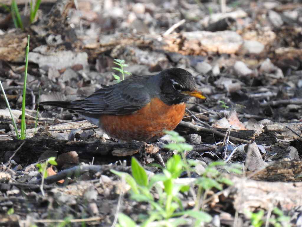 American Robin from Frisco, TX, USA on March 17, 2023 at 08:06 AM by ...