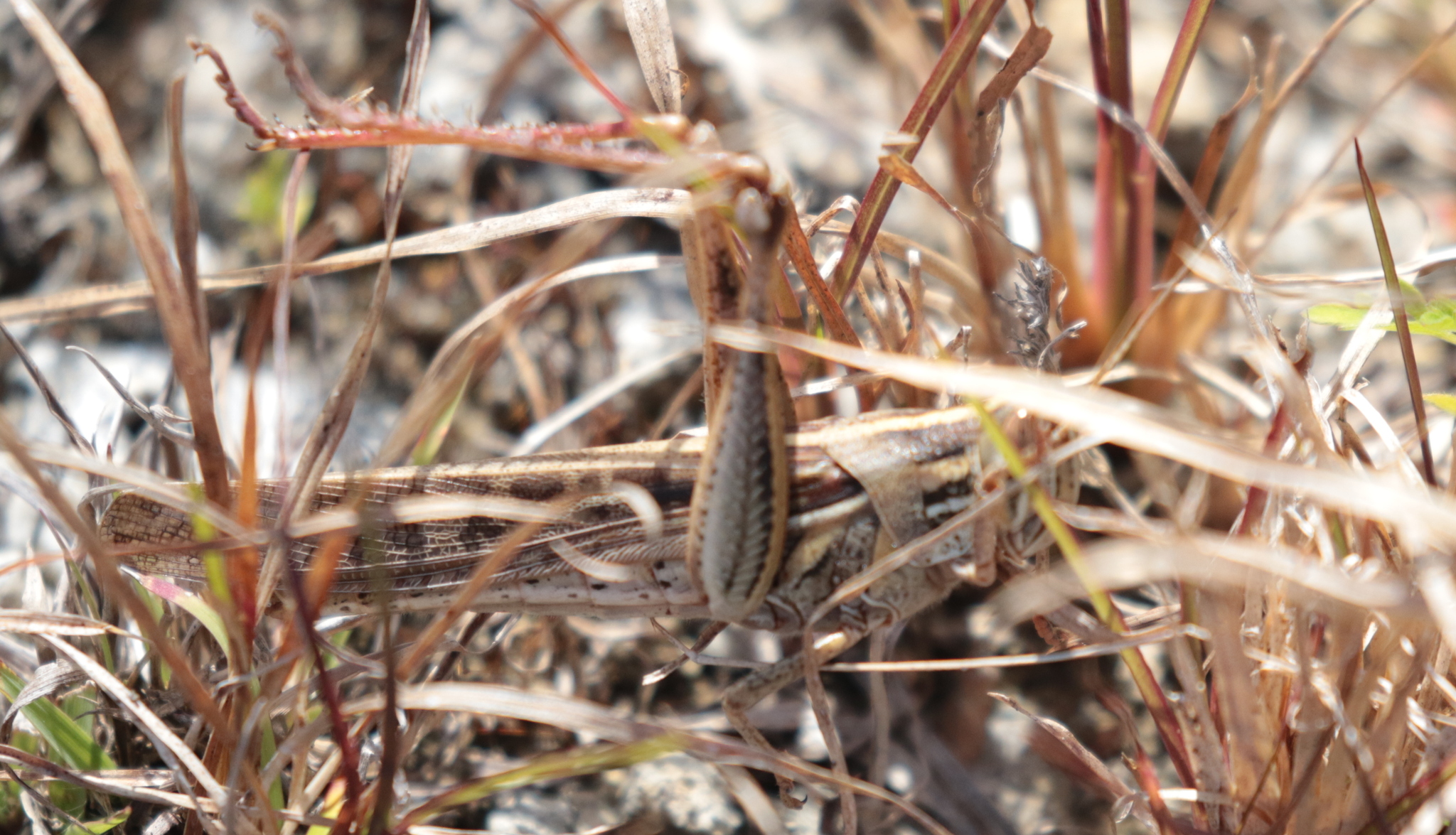 Schistocerca serialis cubense (Saussure, 1861)