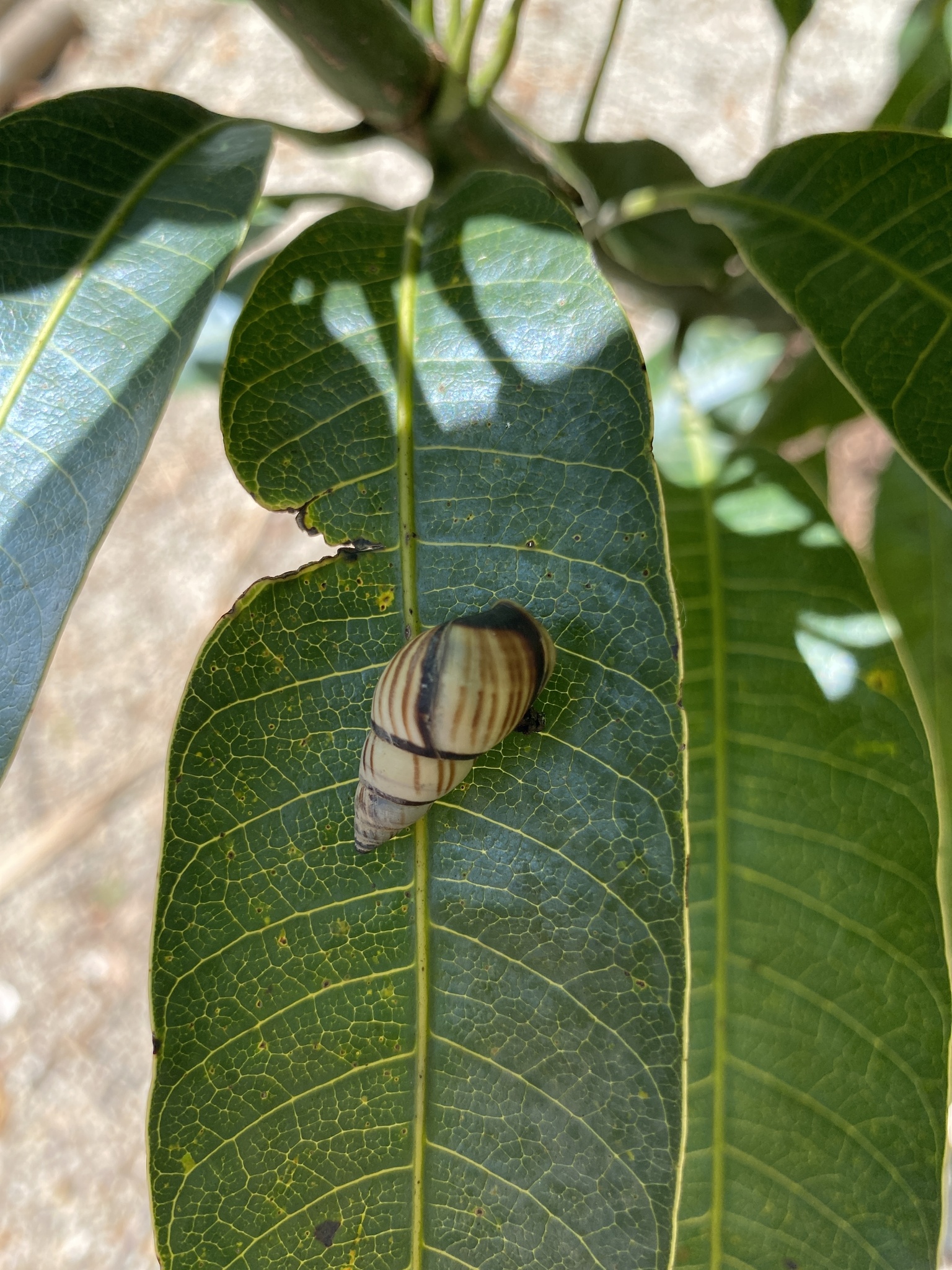 Drymaeus multilineatus (Say, 1825)