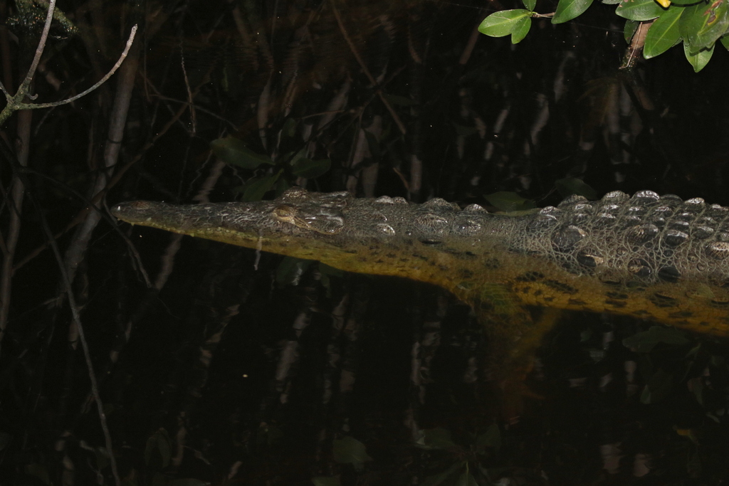 American Crocodile in March 2023 by Corey Callaghan · iNaturalist