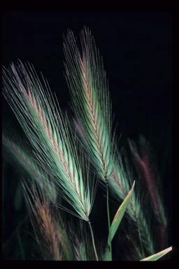 hare barley (Flora of the Jenner Headlands Preserve: Monocots, Ferns ...