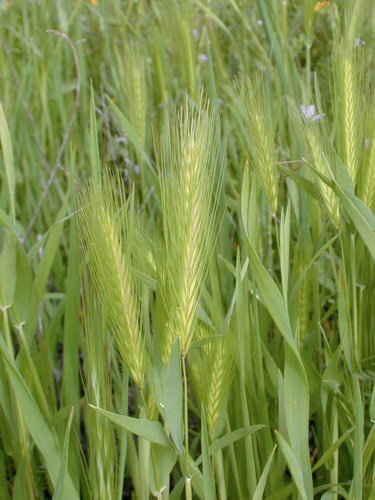 hare barley (Flora of the Jenner Headlands Preserve: Monocots, Ferns ...