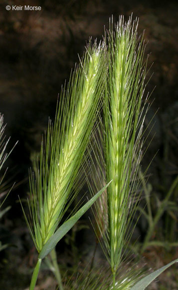 hare barley (Flora of the Jenner Headlands Preserve: Monocots, Ferns ...