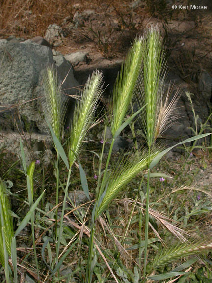 hare barley (Flora of the Jenner Headlands Preserve: Monocots, Ferns ...
