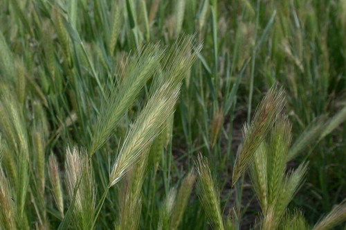 hare barley (Flora of the Jenner Headlands Preserve: Monocots, Ferns ...