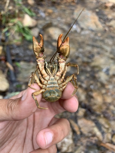 Aegla parva · iNaturalist