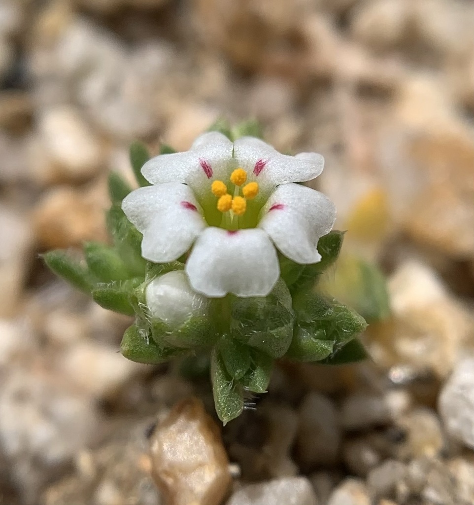 Linanthus maculatus maculatus in March 2023 by Duncan Bell · iNaturalist