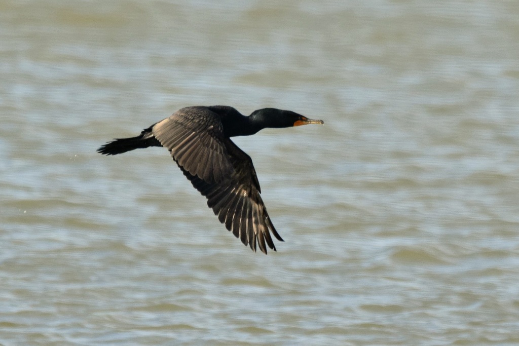 Double-crested Cormorant from Tarrant County, TX, USA on March 17, 2023 ...