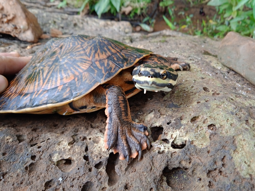 Williams' South-American Side-necked Turtle in March 2023 by Carlos ...