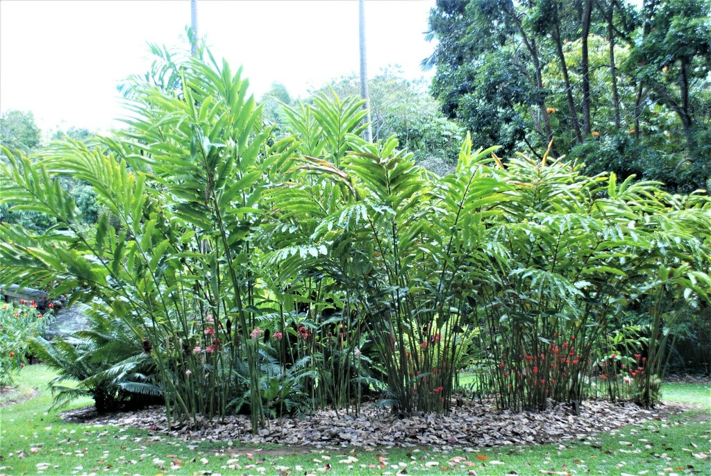 Torch ginger from Кэрнс Квинсленд, Австралия on November 5, 2013 at 11: ...