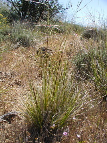 purple needlegrass (Flora of the Jenner Headlands Preserve: Monocots ...
