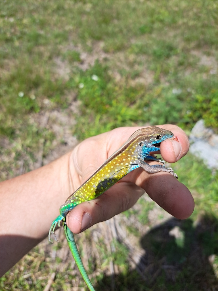 Rainbow Whiptail from Hialeah, FL 33010, USA on March 17, 2023 at 12:46 ...