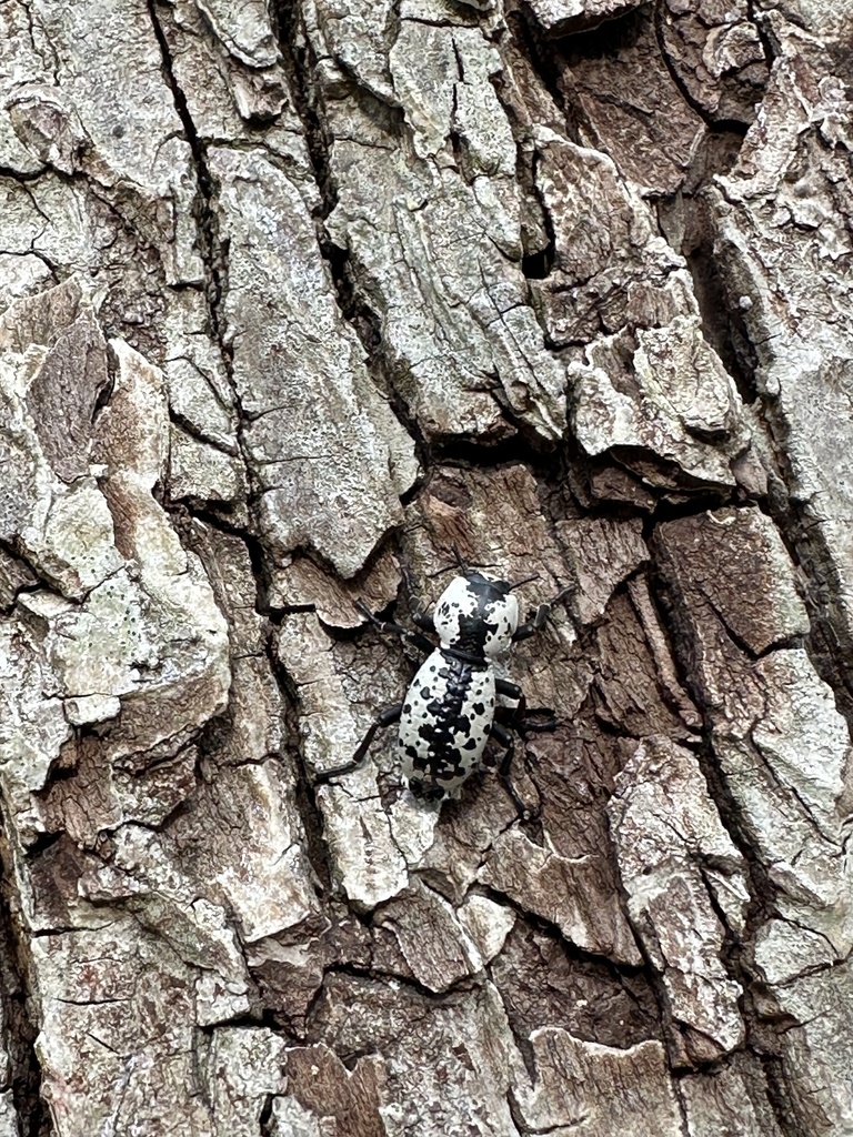 Zopherus nodulosus from River Place Trail, Austin, TX, US on March 12 ...