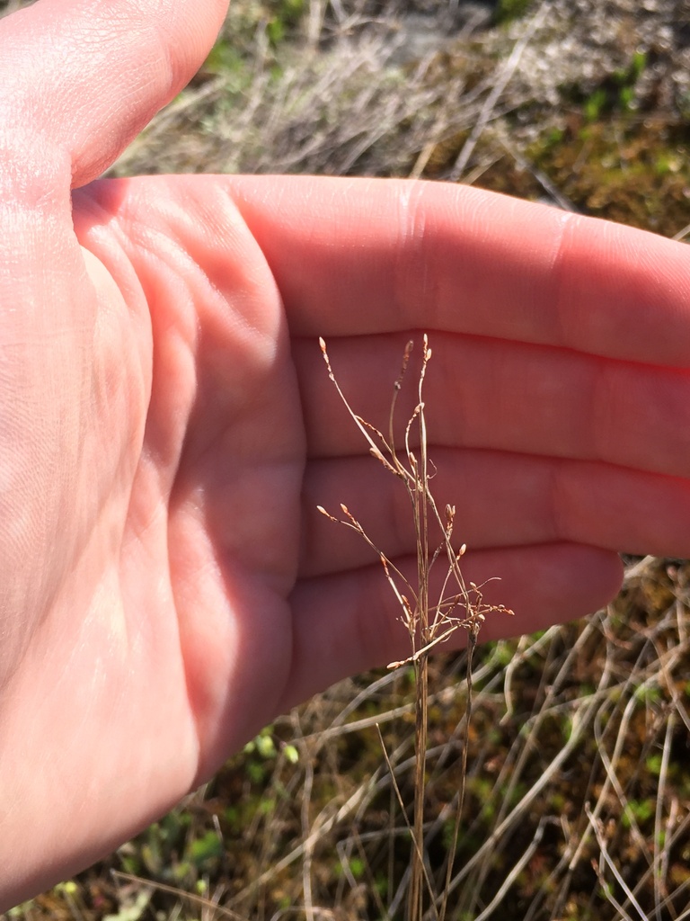 Fringe Rush in March 2023 by harrier. Granitic flatrocks · iNaturalist