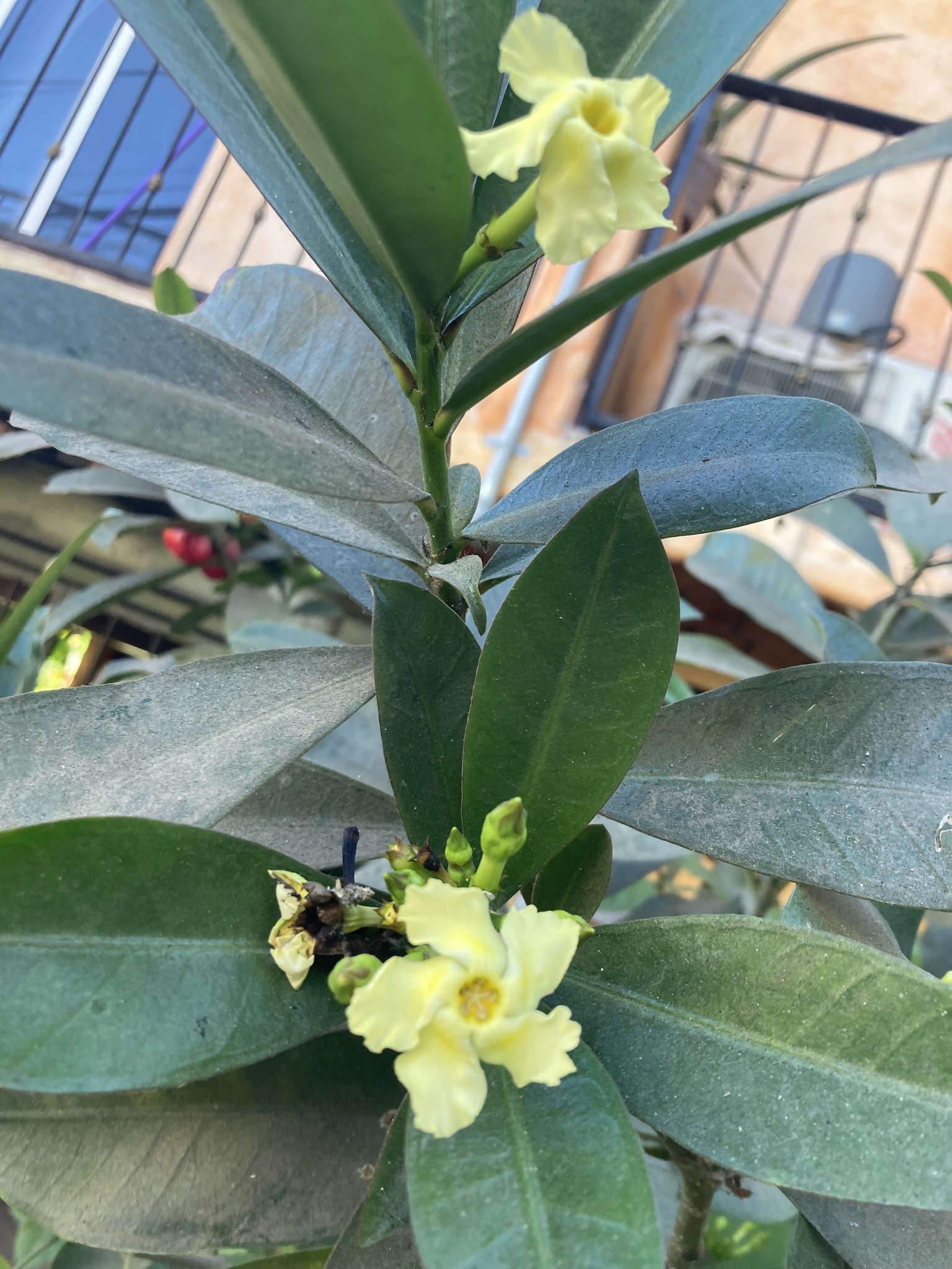 Thevetia ahouai (L.) A.DC.