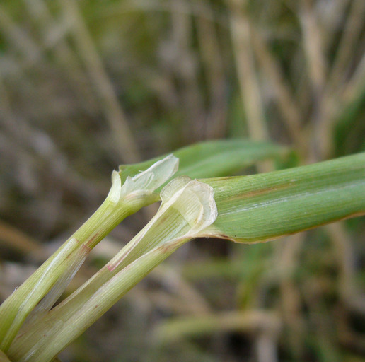 harding grass (Flora of the Jenner Headlands Preserve: Monocots, Ferns ...