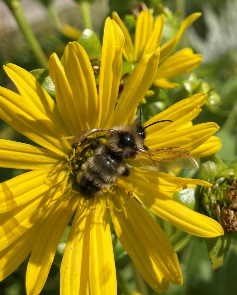 Bumble Bees from Douglasdale, Calgary, AB T2Z, Canada on September 09 ...
