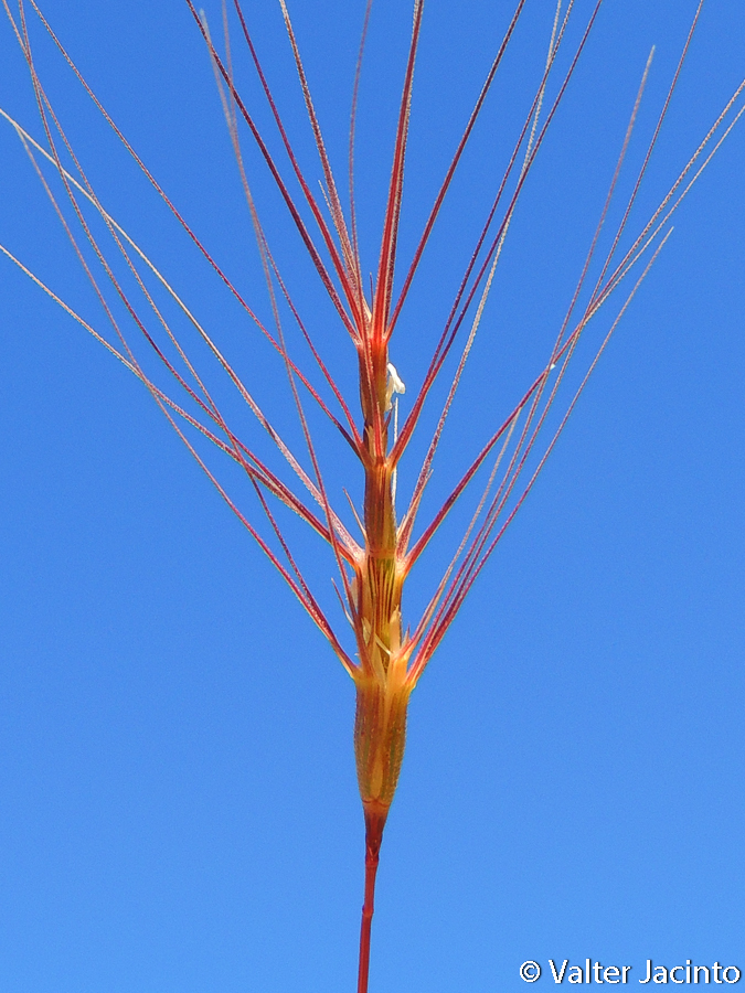 barbed goat grass (Flora of the Jenner Headlands Preserve: Monocots ...