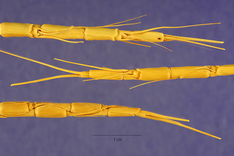 barbed goat grass (Flora of the Jenner Headlands Preserve: Monocots ...