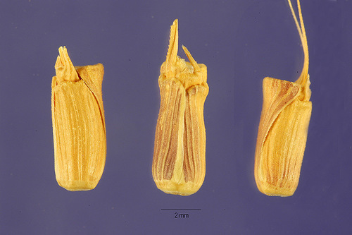 barbed goat grass (Flora of the Jenner Headlands Preserve: Monocots ...
