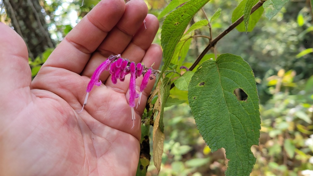 Mexican fuchsia sage from Morelia, Mich., México on March 07, 2023 at ...