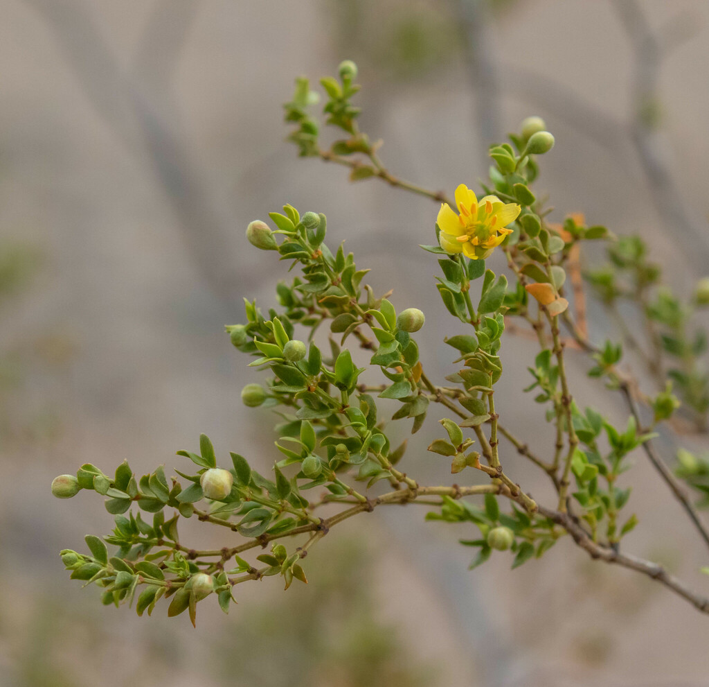 Creosote Bush from Saratoga Spring, Death Valley NP, San Bernardino ...