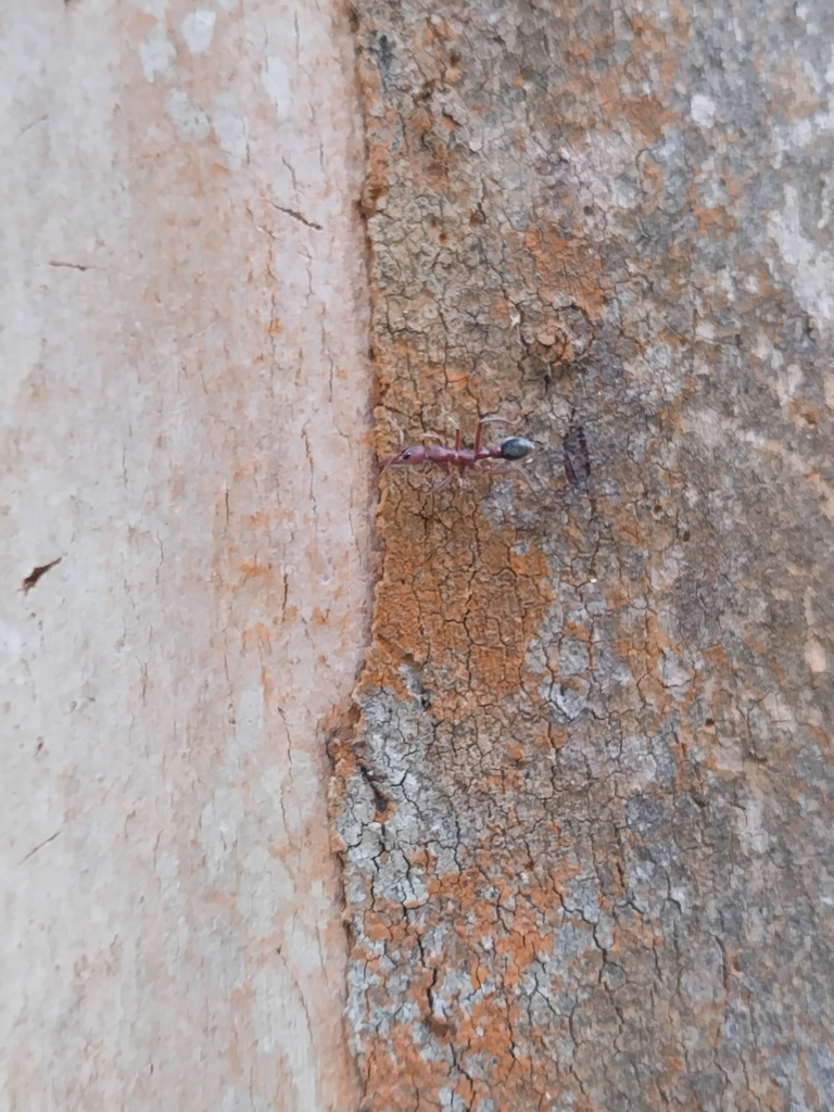 Gulosa-group Bull Ants from Daisy Hill-Priestdale, AU-QL, AU on ...