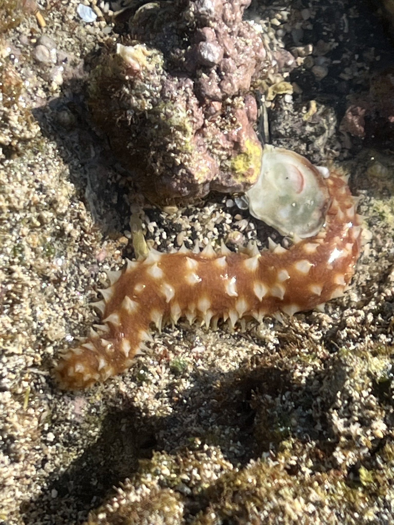 Holothuria hilla Lesson, 1830