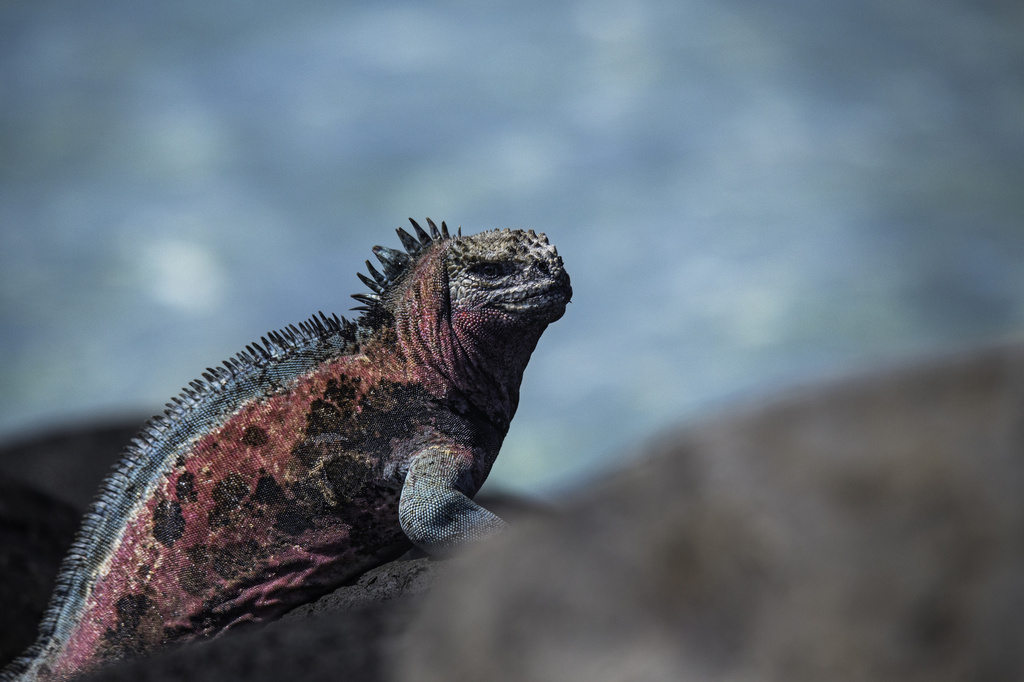Española Marine Iguana in March 2023 by sclay30 · iNaturalist
