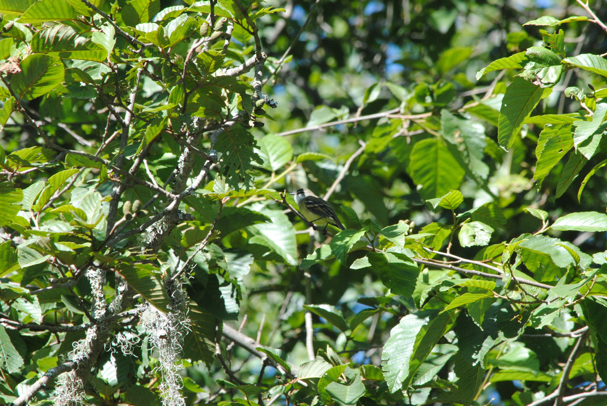 Alnus acuminata Kunth