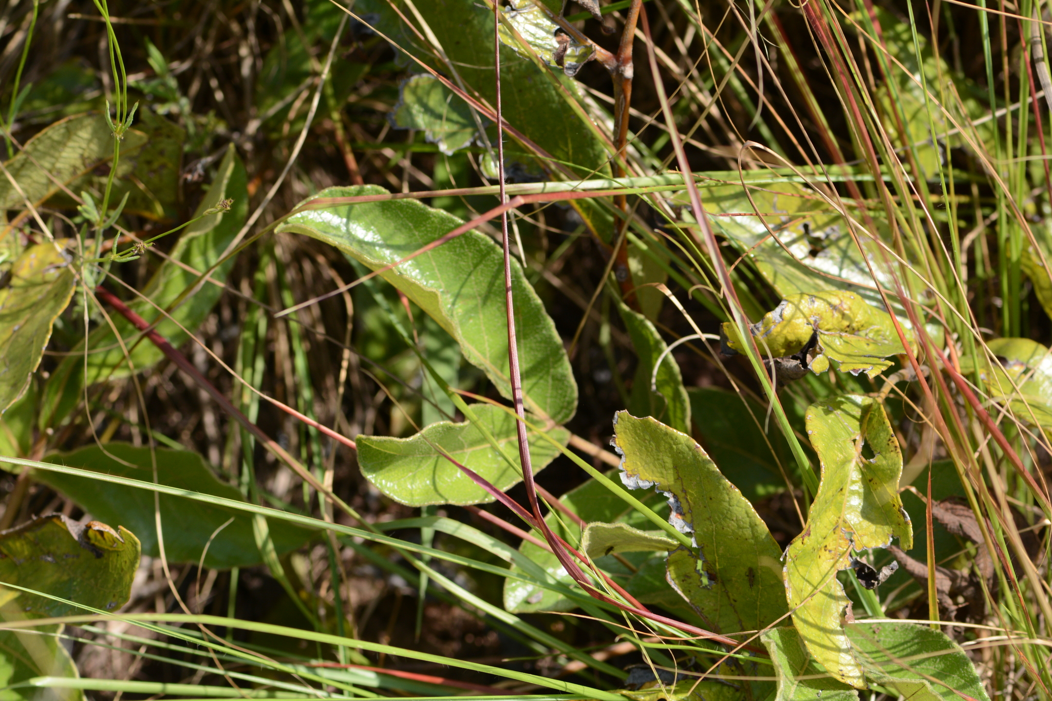 Lannea edulis (Sond.) Engl.