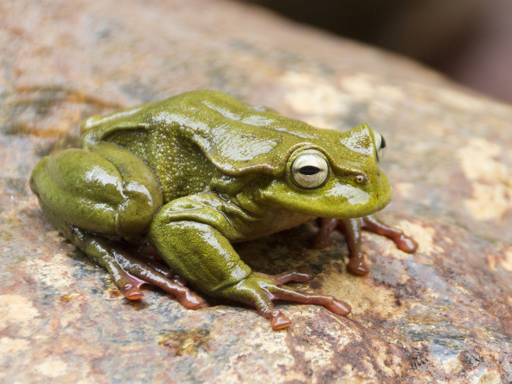 Sierra de Omoa Spikethumb Frog in June 2016 by Zsombor Károlyi ...