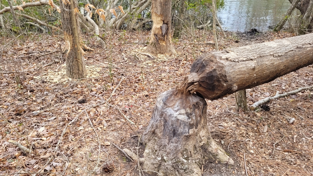 American Beaver from Naxera, VA 23061, USA on March 17, 2023 at 11:29 ...