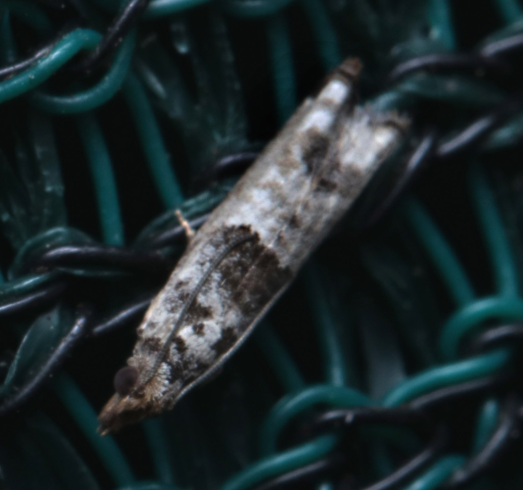 Spilonota constrictana in February 2023 by juliegraham173 · iNaturalist
