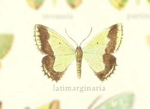 Nemoria latimarginaria · iNaturalist