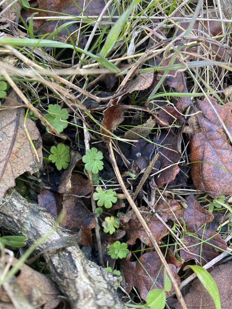 Dove's-foot crane's-bill from Mount Tolmie Park, Saanich, BC, CA on ...