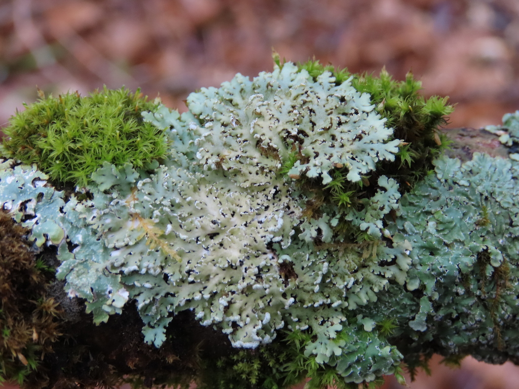 Powdered Fringe Lichen in March 2023 by Chuck Cantley. alongside Pyxine ...