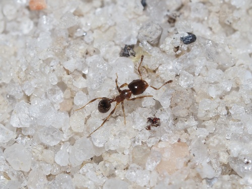 Variable Big-headed Ant (Ants of Virginia) · iNaturalist