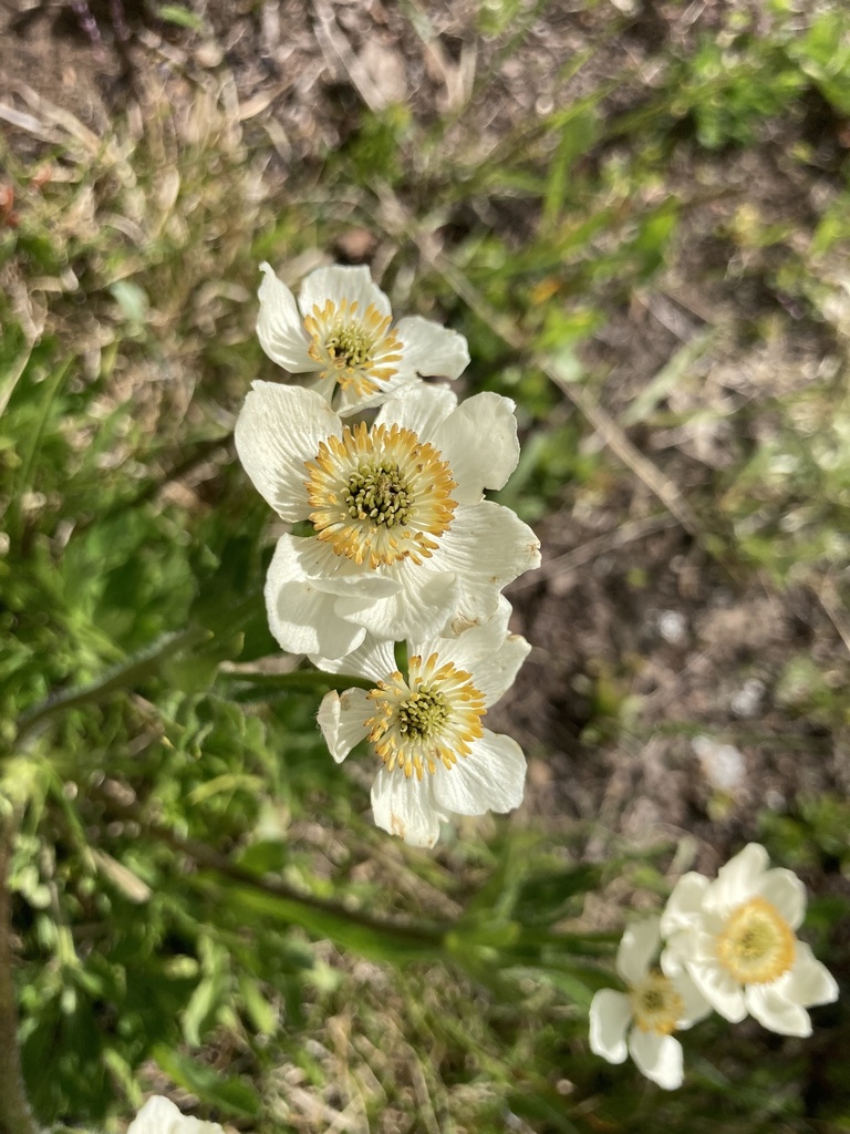 Narcissus-flowered Anemone from White River National Forest, Frisco, CO ...
