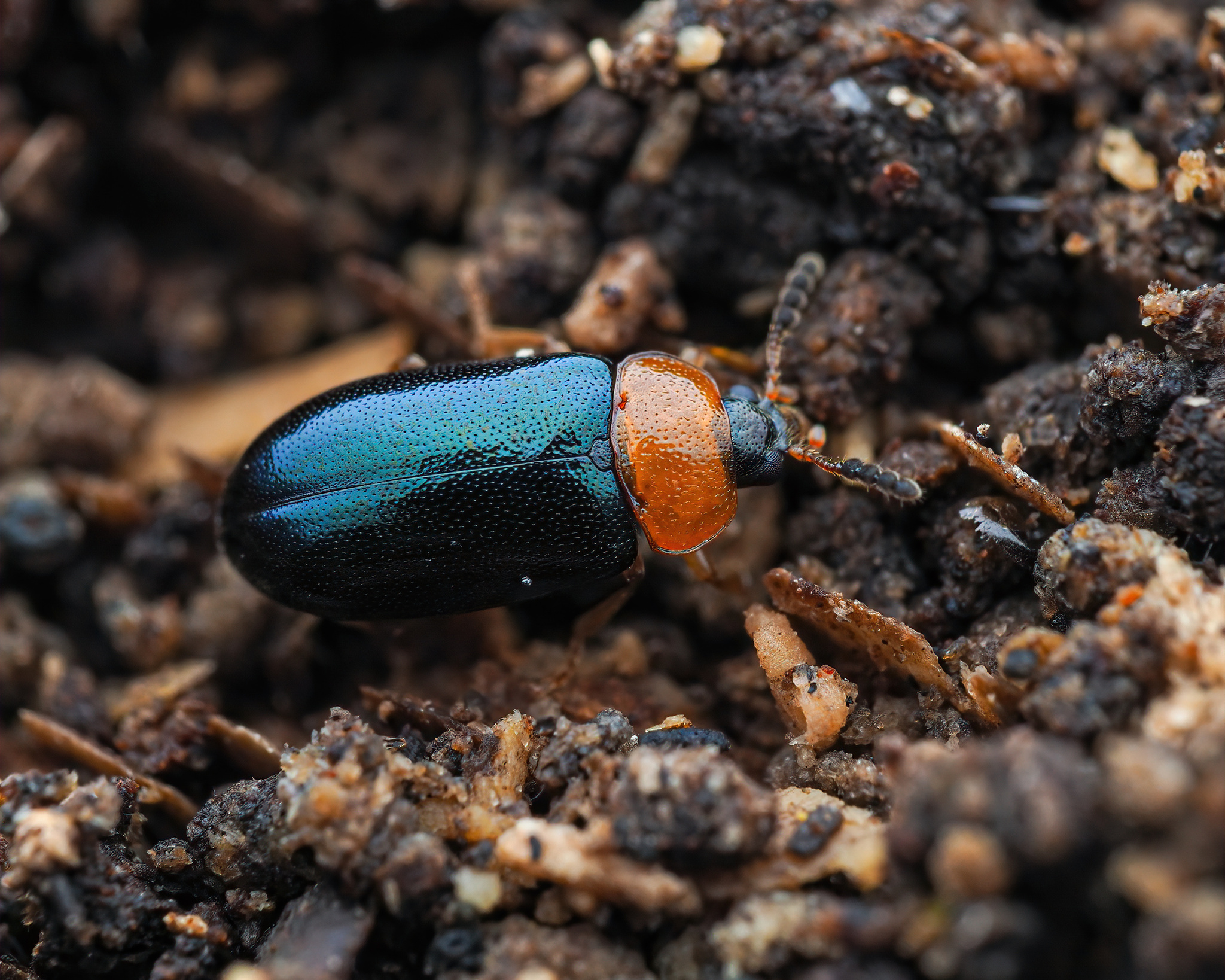 Tetratomidae