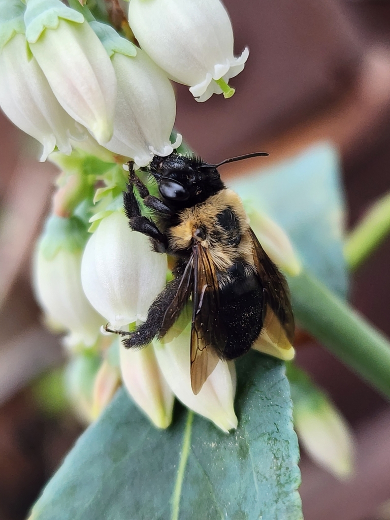 Blueberry Digger Bee from Cassatt, SC 29032, USA on March 17, 2023 at ...