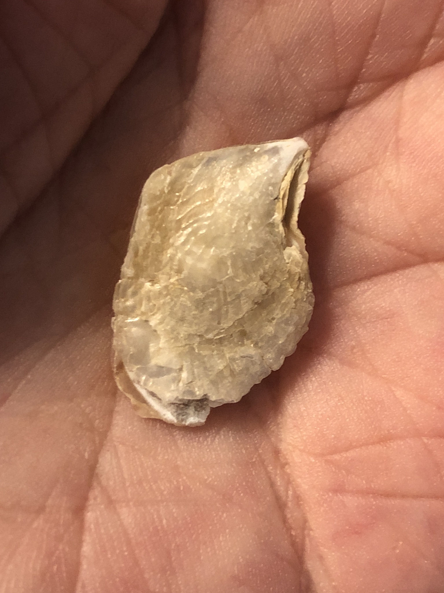 Isognomon radiatus (Anton, 1838)