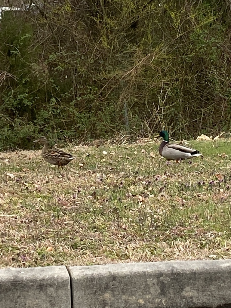 Mallard from Tree Sap Ct, Salisbury, MD, US on March 17, 2023 at 05:07 ...