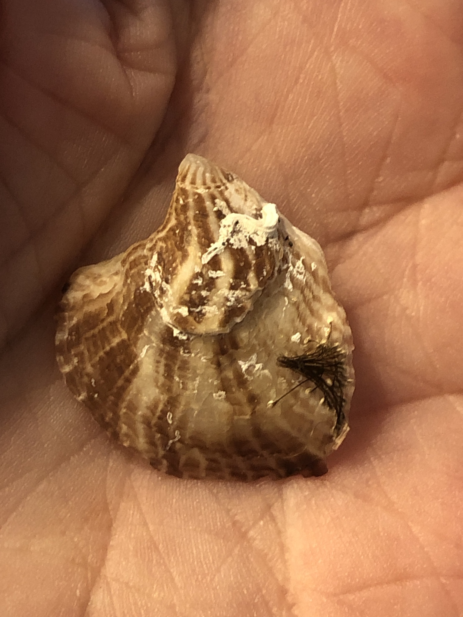 Isognomon radiatus (Anton, 1838)